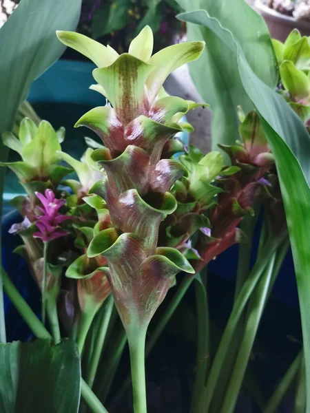 Pathumma Stock Photos, Royalty Free Pathumma Images | Depositphotos