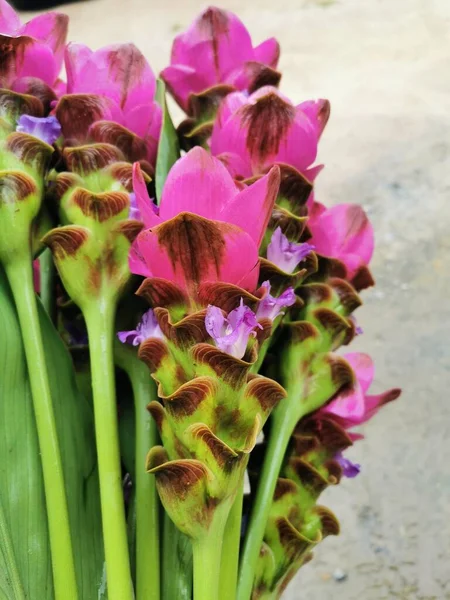 Pathumma Stock Photos, Royalty Free Pathumma Images | Depositphotos