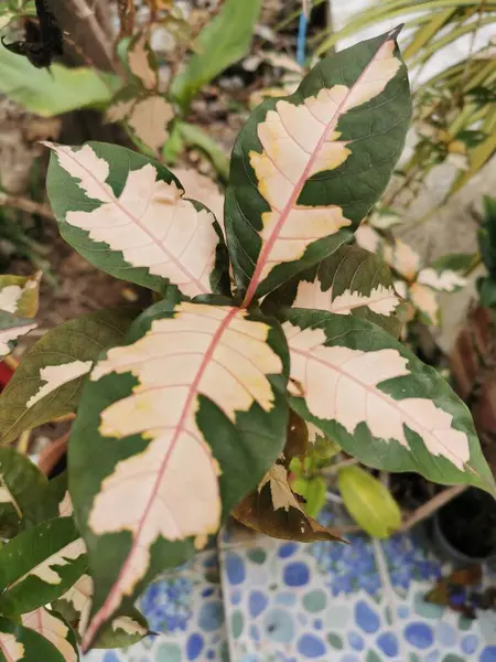 Hoja rosada variegada Stock Photos, Royalty Free Hoja rosada variegada ...