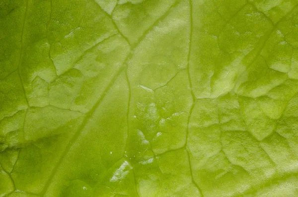 Lettuce Leaf Texture