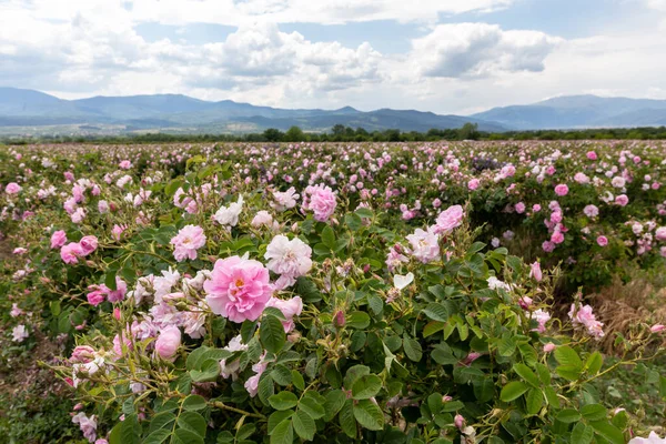 Rose valley bulgaria Stock Photos, Royalty Free Rose valley bulgaria ...