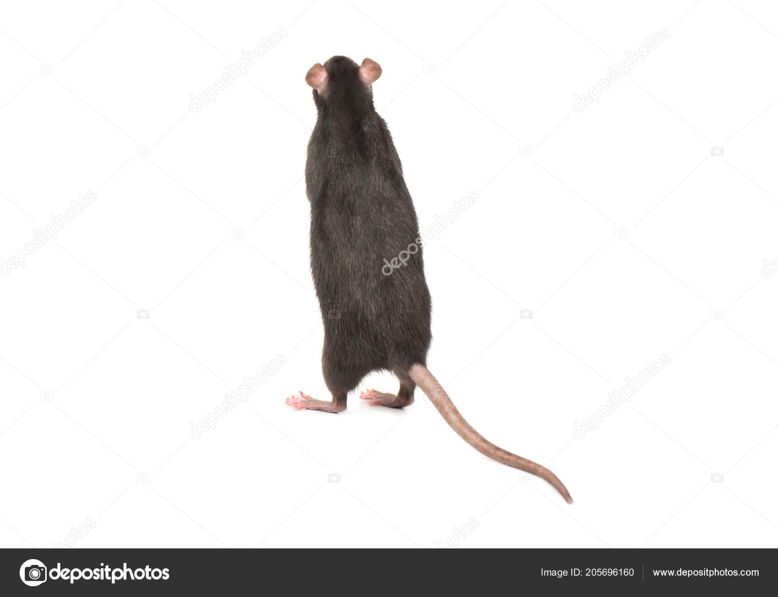 Mouse Standing On Hind Legs