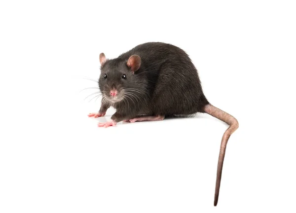 Gray Rat Standing Hind Legs White Background Stock Photo by ©Andregric ...