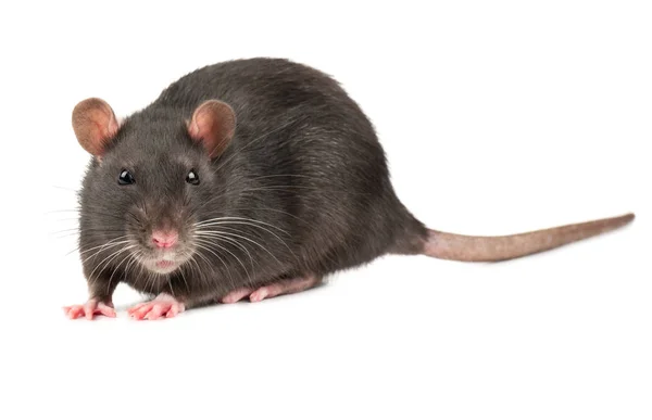 Active Grey Rat White Background — Stock Photo © Andregric #224330886