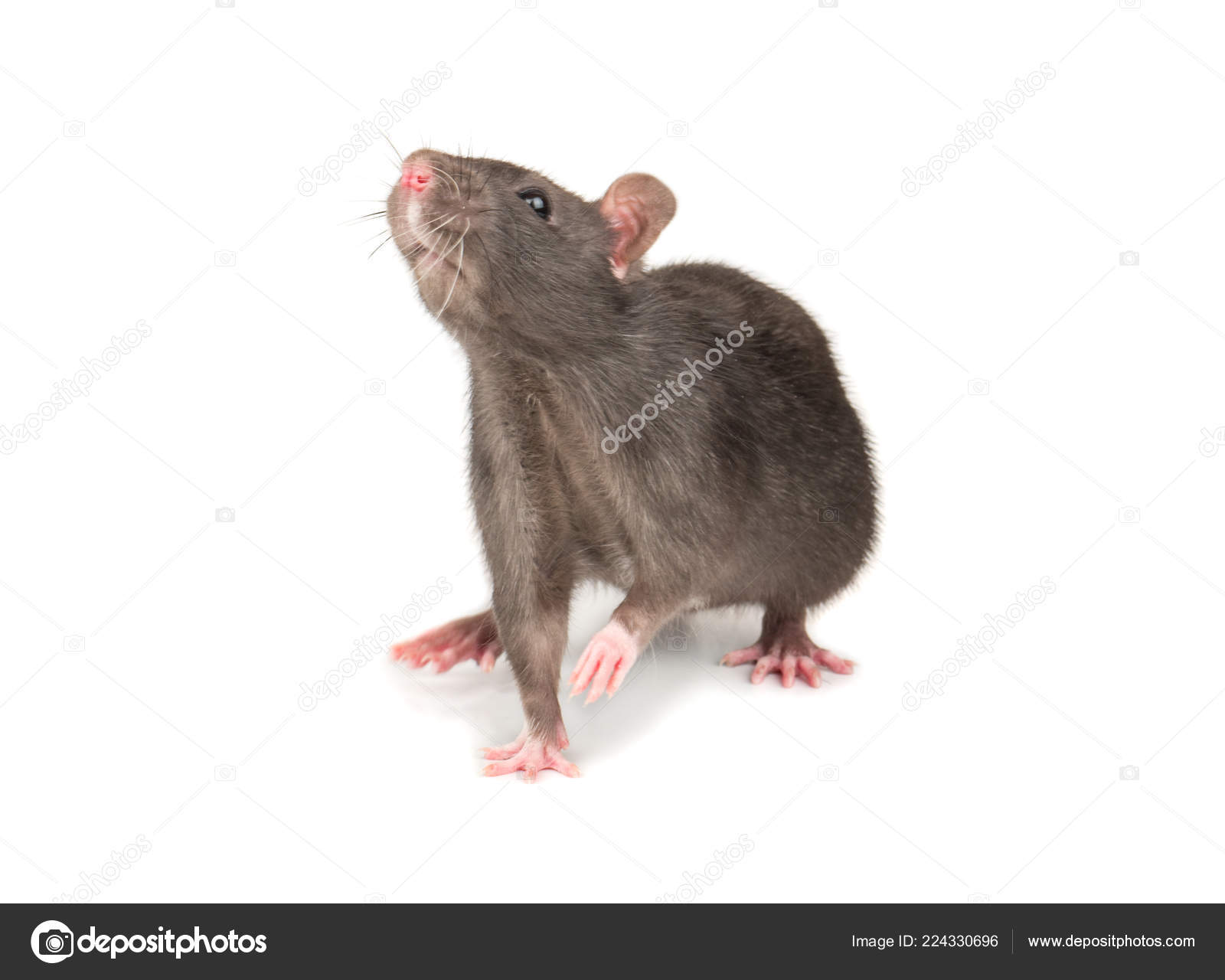 Young Decorative Gray Rat Isolated White Background — Stock Photo ...