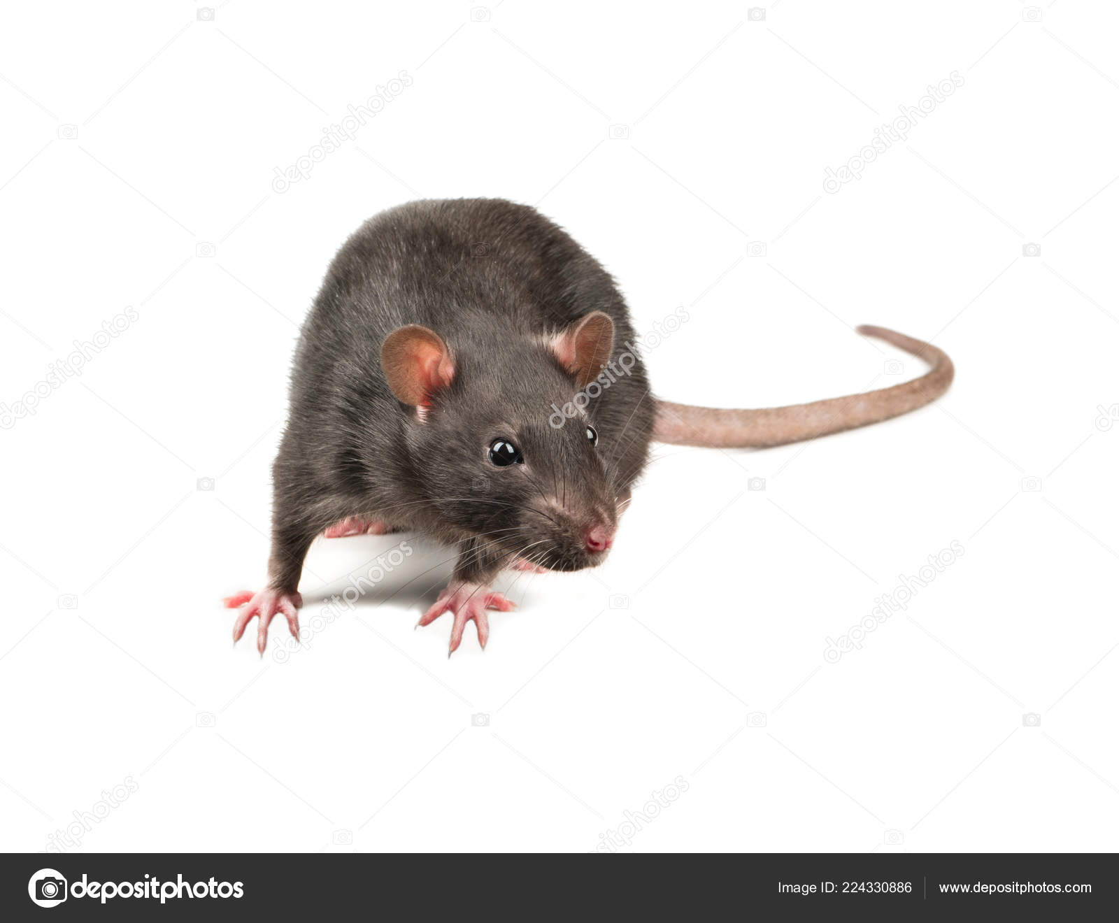 Active Grey Rat White Background — Stock Photo © Andregric #224330886