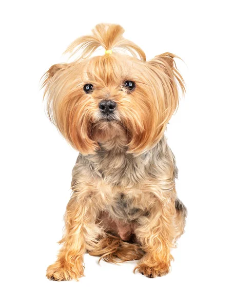 Yorky Stock Photos, Royalty Free Yorky Images | Depositphotos