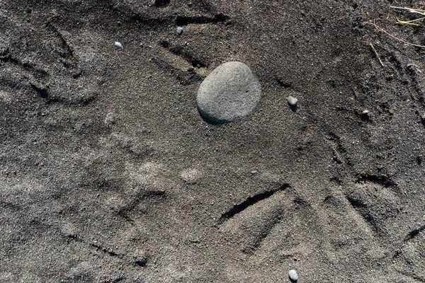 Stopa lišky stock fotografie, royalty free Stopa lišky obrázky ...