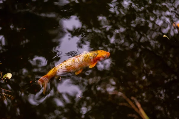 Walking fish Stock Photos, Royalty Free Walking fish Images | Depositphotos