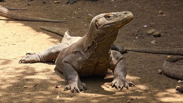 Fotos de Giant lizard, Imagens de Giant lizard sem royalties ...
