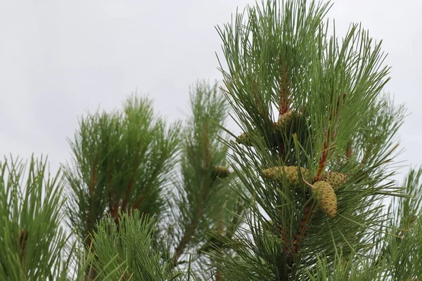 Garrulity Stock Photos, Royalty Free Garrulity Images | Depositphotos