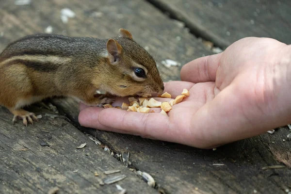 Feeding hand Stock Photos, Royalty Free Feeding hand Images | Depositphotos