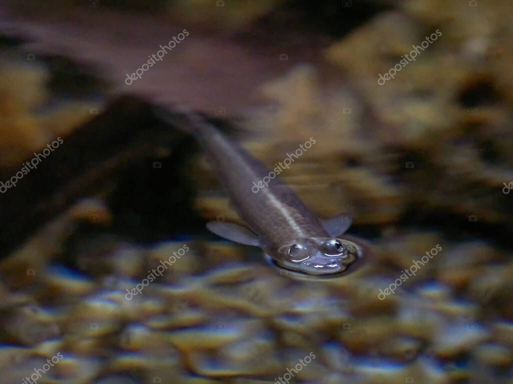 Peces de río en hábitat natural 2024