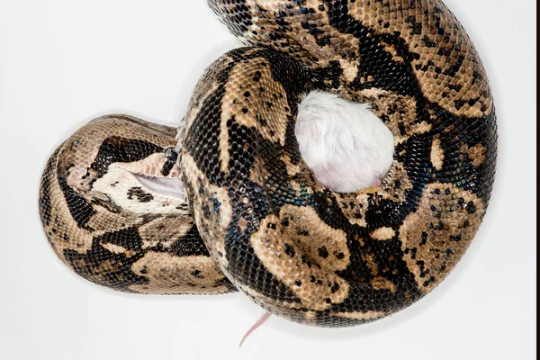 The body of a boa Stock Photos, Royalty Free The body of a boa Images ...