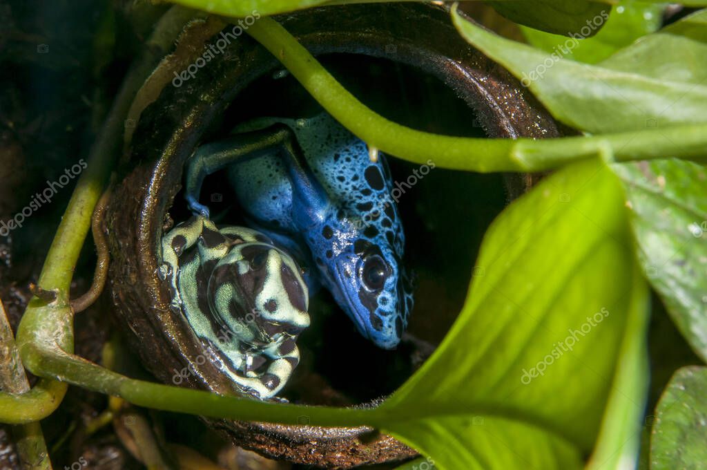 St. Paul, Minnesota. Como Park exposición de selva tropical. Rana dardo ...