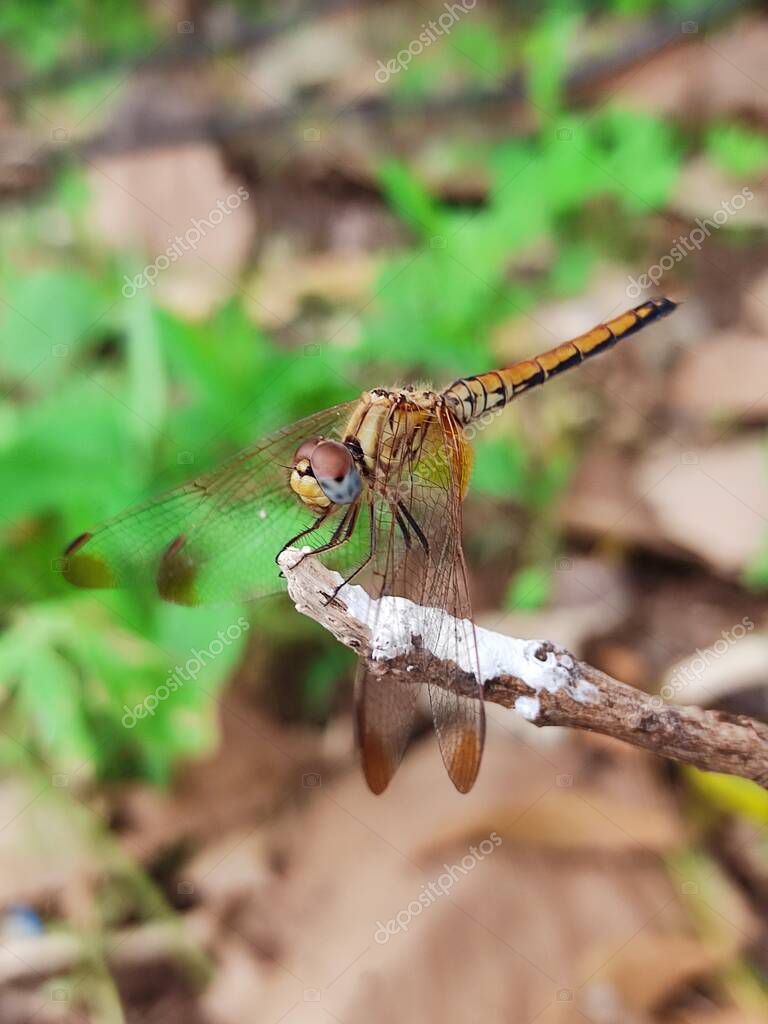 Trithemis kirbyi es una especie de libélula de la familia Libellulidae ...