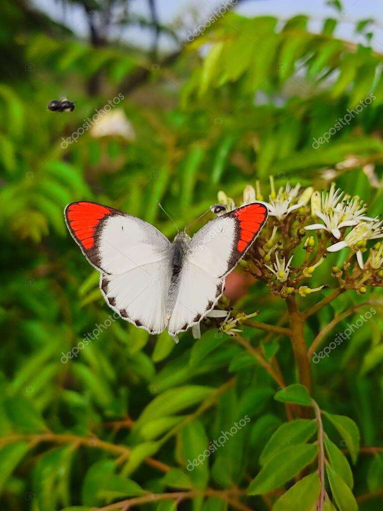 Colotis es un género de mariposas de la subfamilia Pierinae que se ...