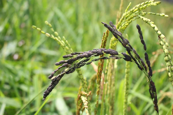 black rice farming mountain rice field country side Image - Stock Image ...