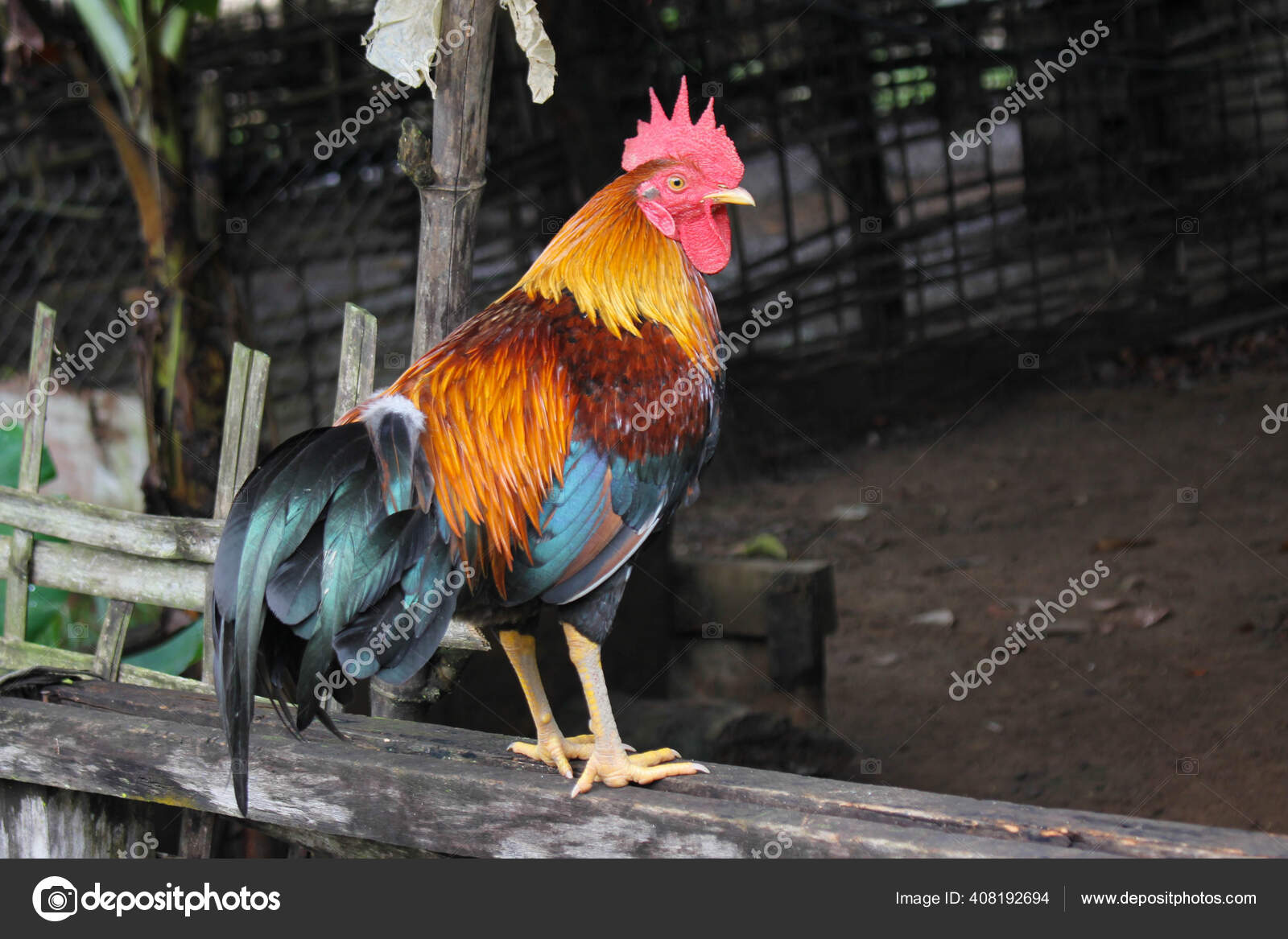 Beautyfull Red Chicken Wild Chicken Chichen Asia Male Red Junglefowl ...