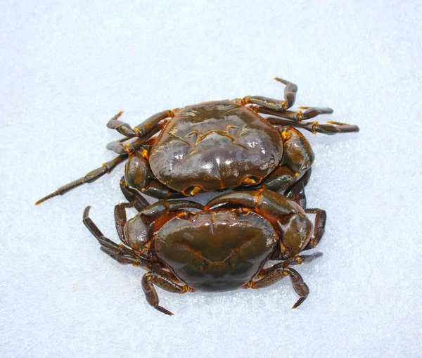Crab top view Stock Photos, Royalty Free Crab top view Images ...