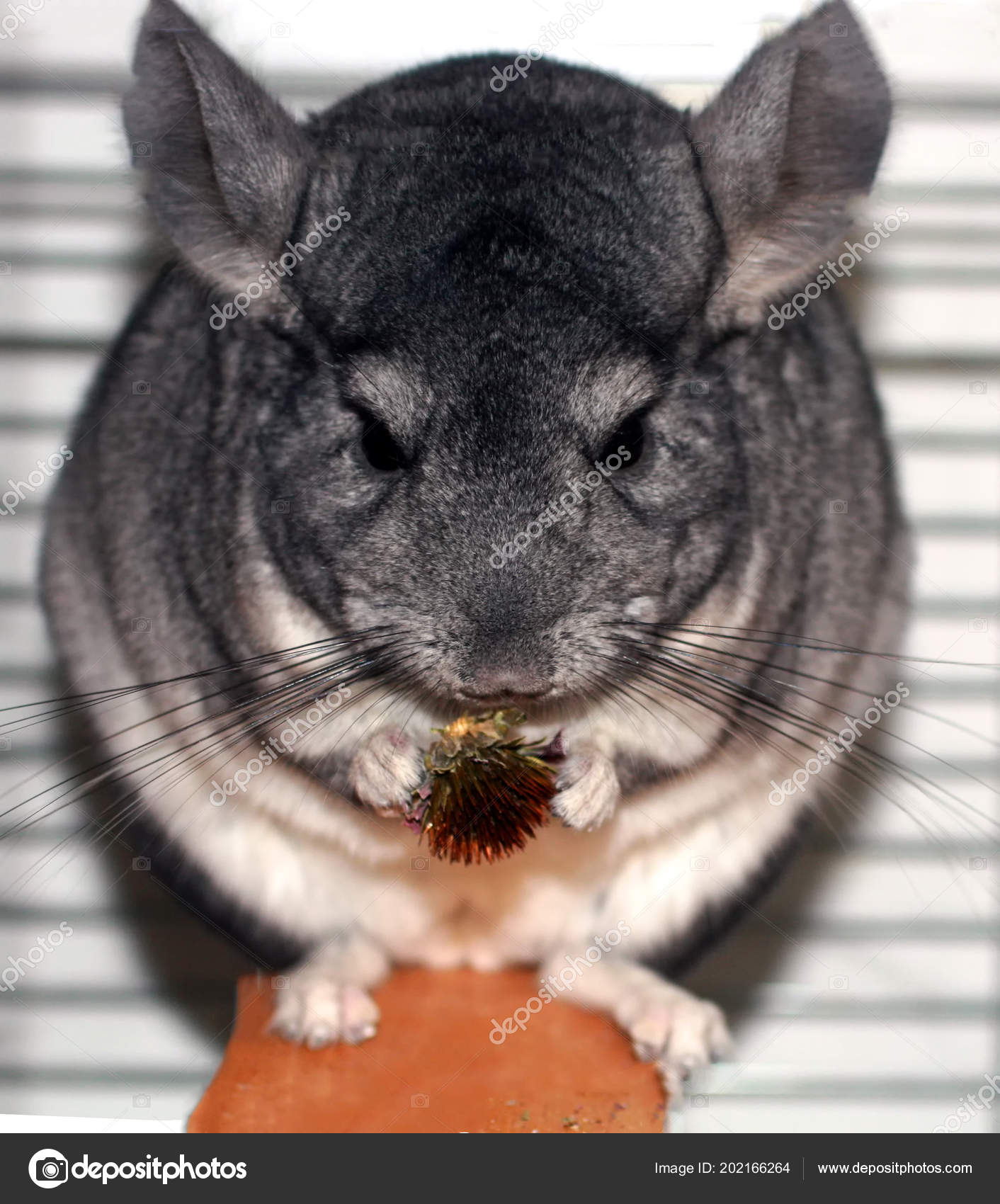 Is A Chinchilla A Rodent