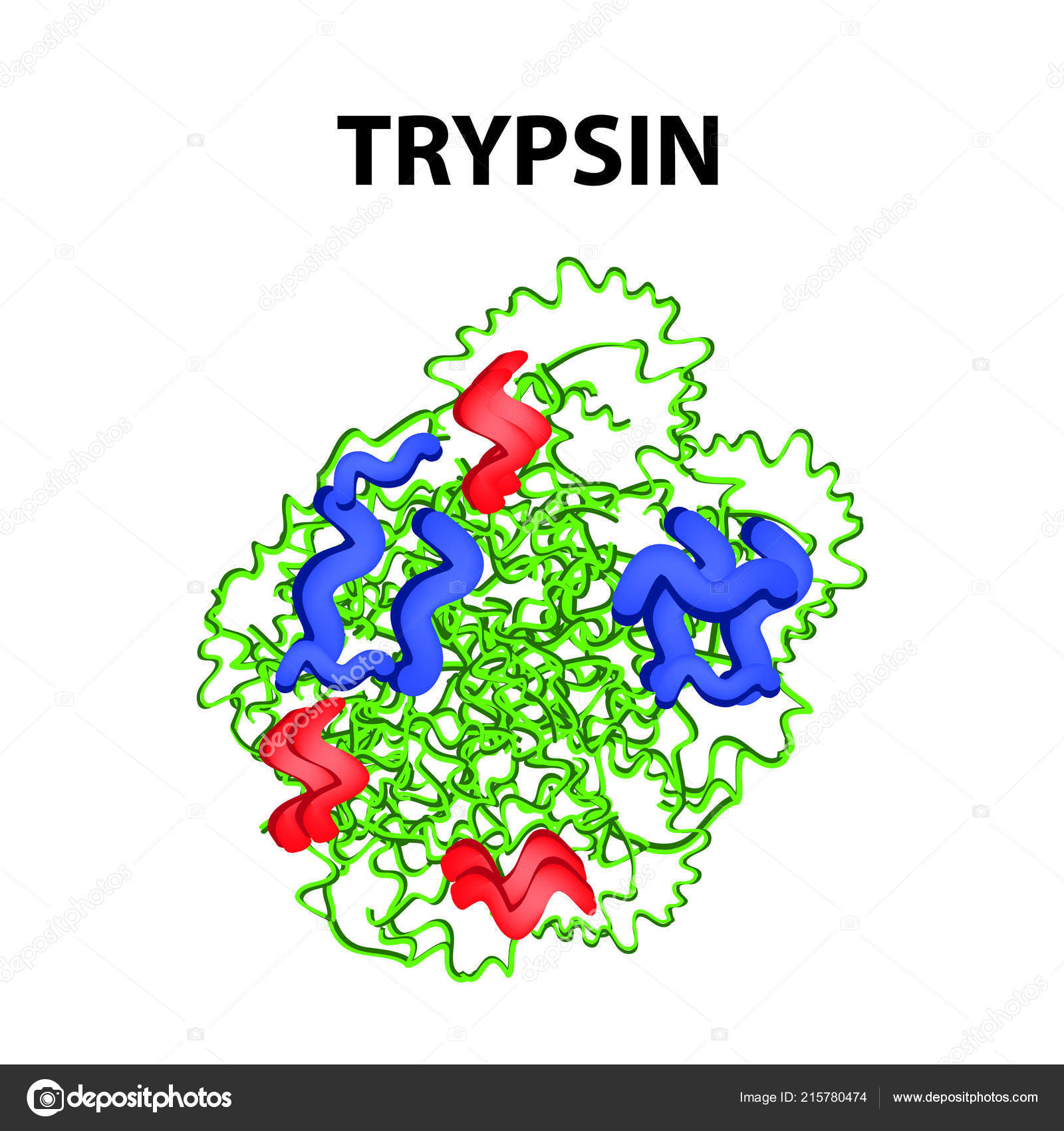Tripsina fórmula química molecular. Enzima del páncreas. Infografías ...
