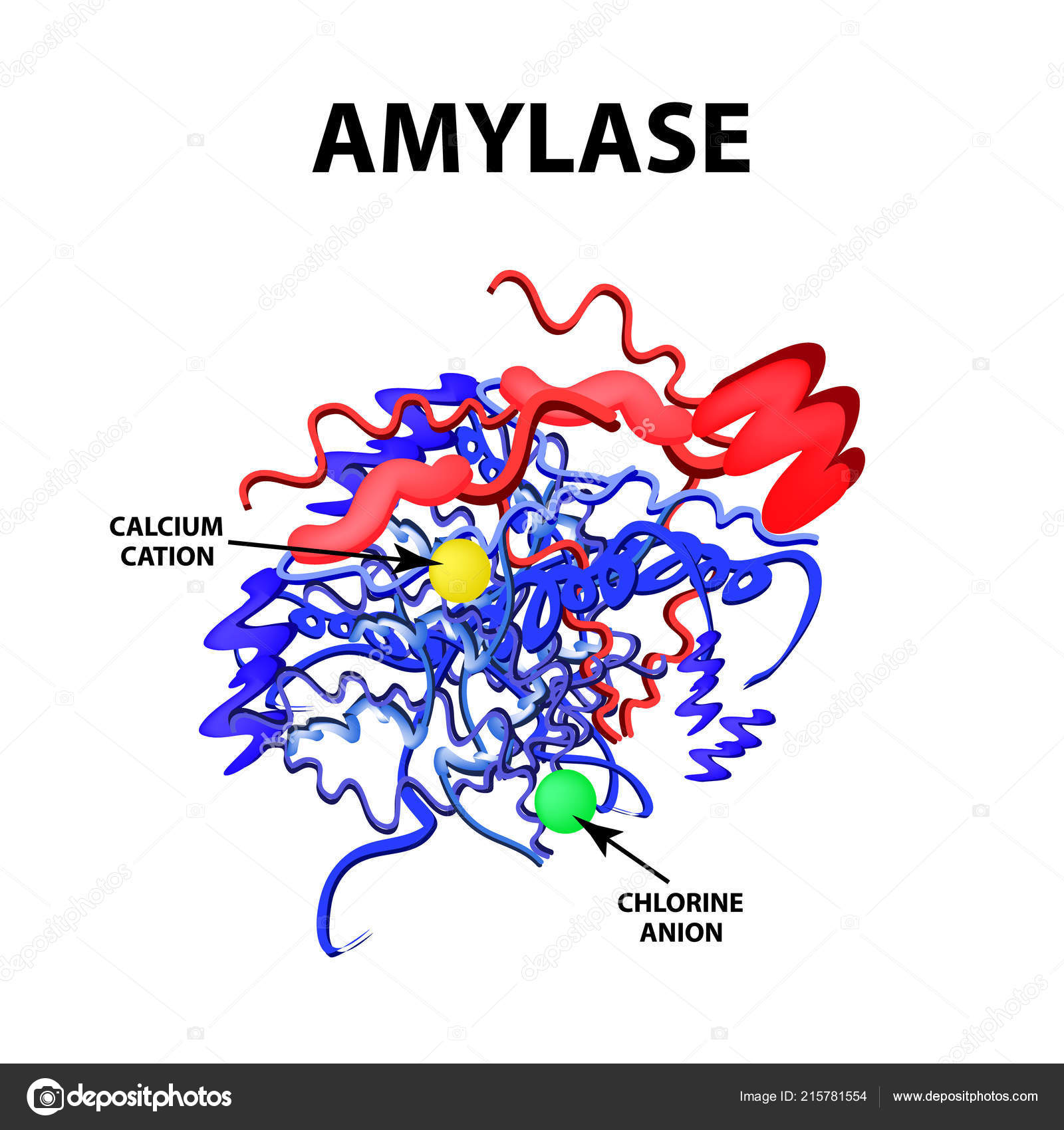 Amylase is a molecular chemical formula. Enzyme of the pancreas ...