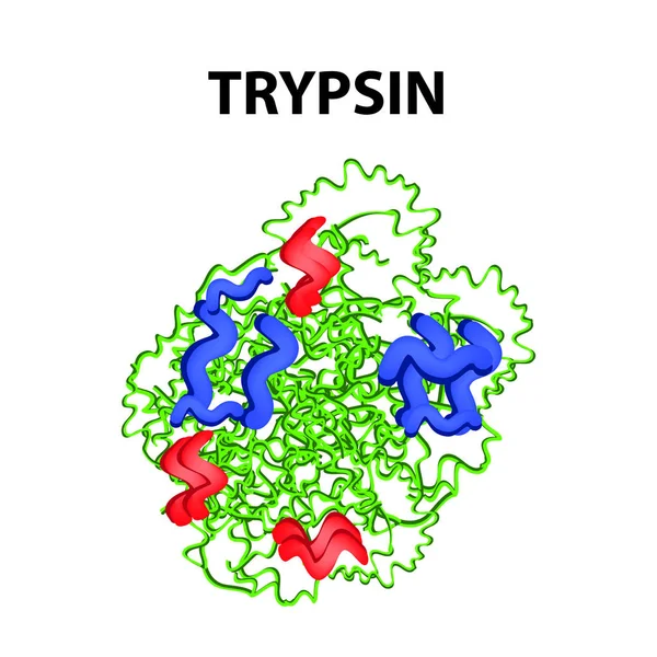 Digestion enzymes set. Chemical molecular formula. Amylase, Trypsin ...