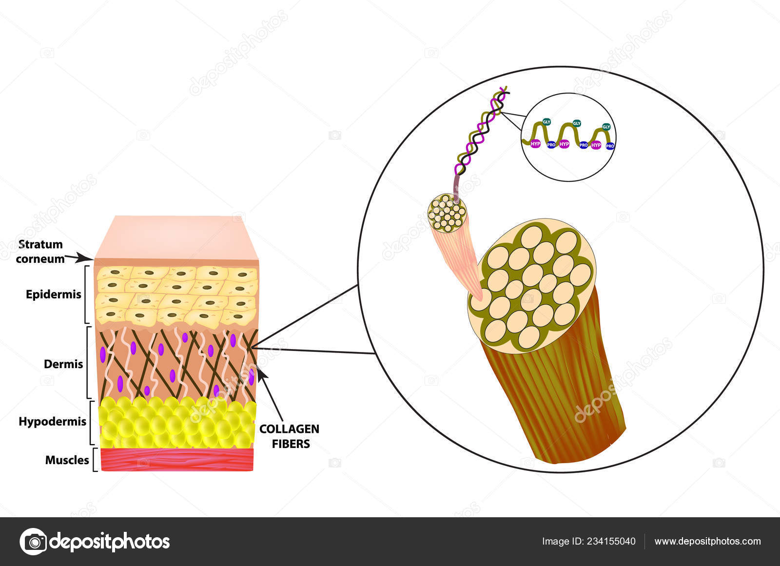 Collagen Structure