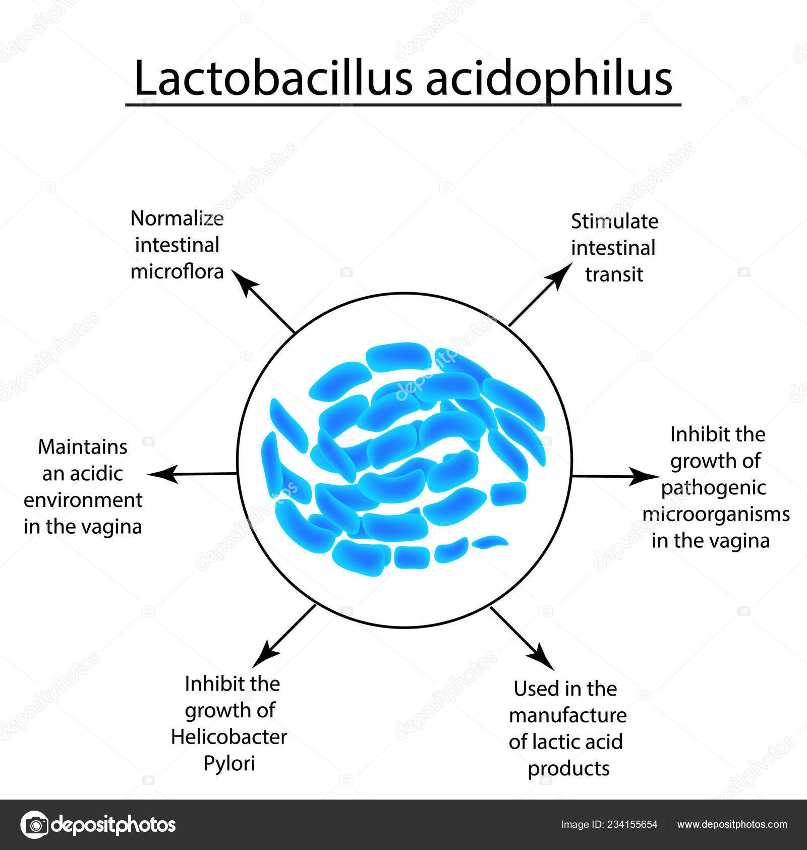 Lactobacillus Acidophilus Structure 7,900+ Lactobacillus Stock Photos,