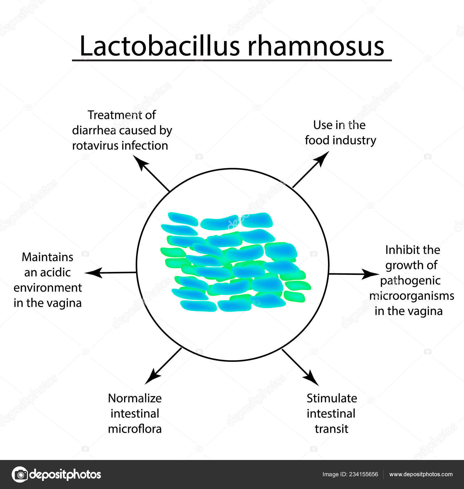 Lactobacillus Diagram