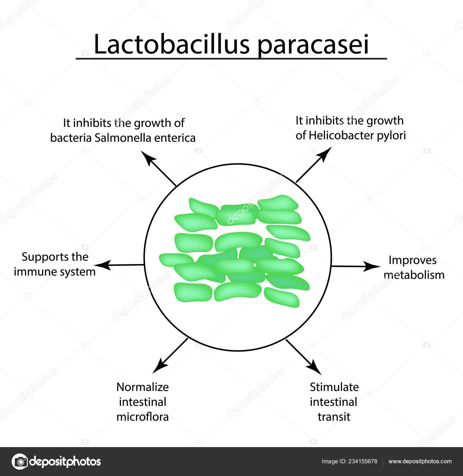Useful Properties Lactobacillus Probiotic Lactobacillus Paracasei ...