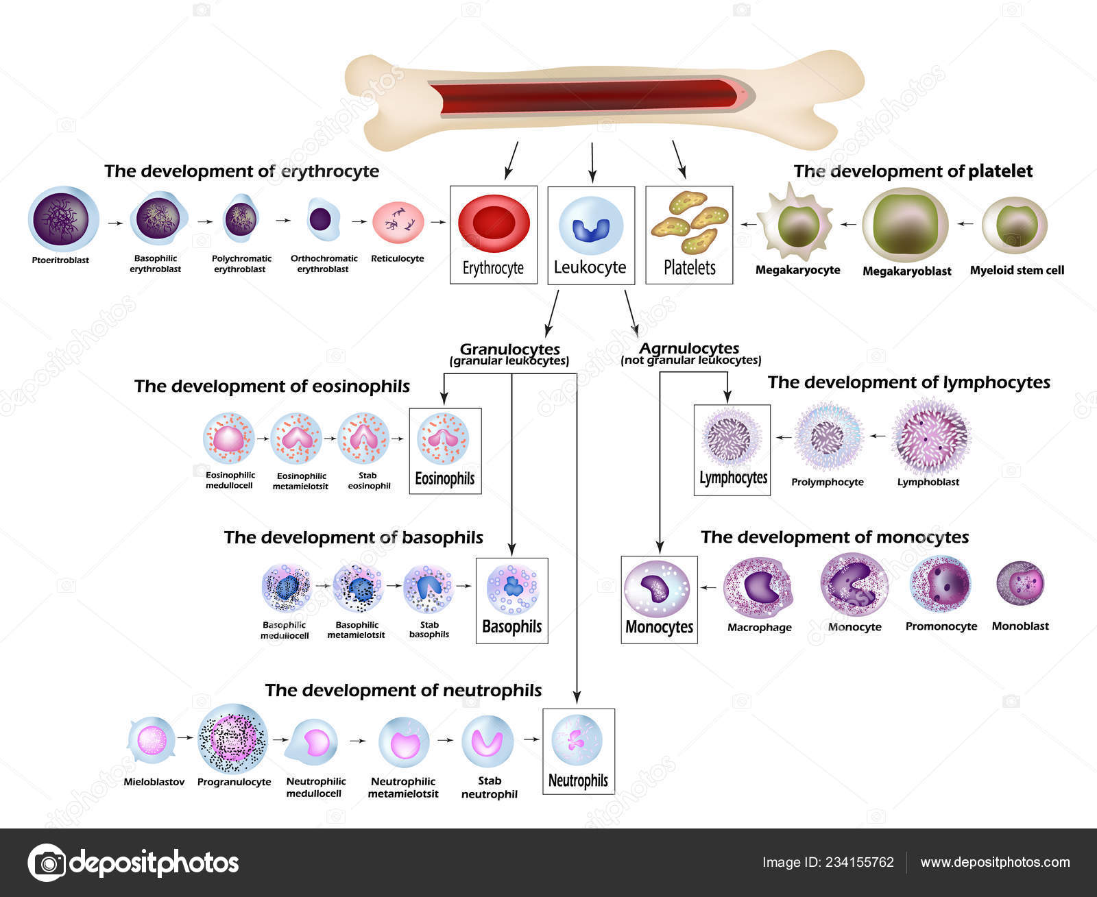 Blood Cells Erythrocyte Development Red Blood Cells Leukocytes ...