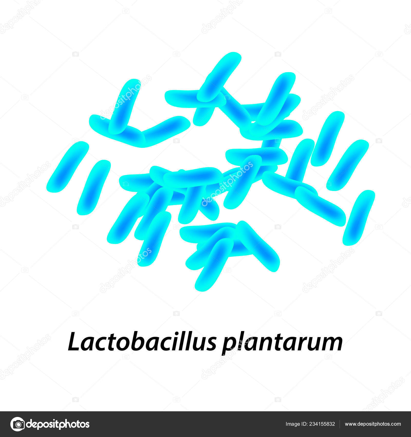 Lactobacillus Probiotic Lactobacillus Plantarum Infographics Vector ...