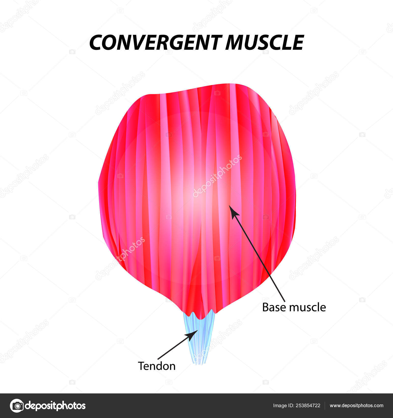 Convergent Muscle