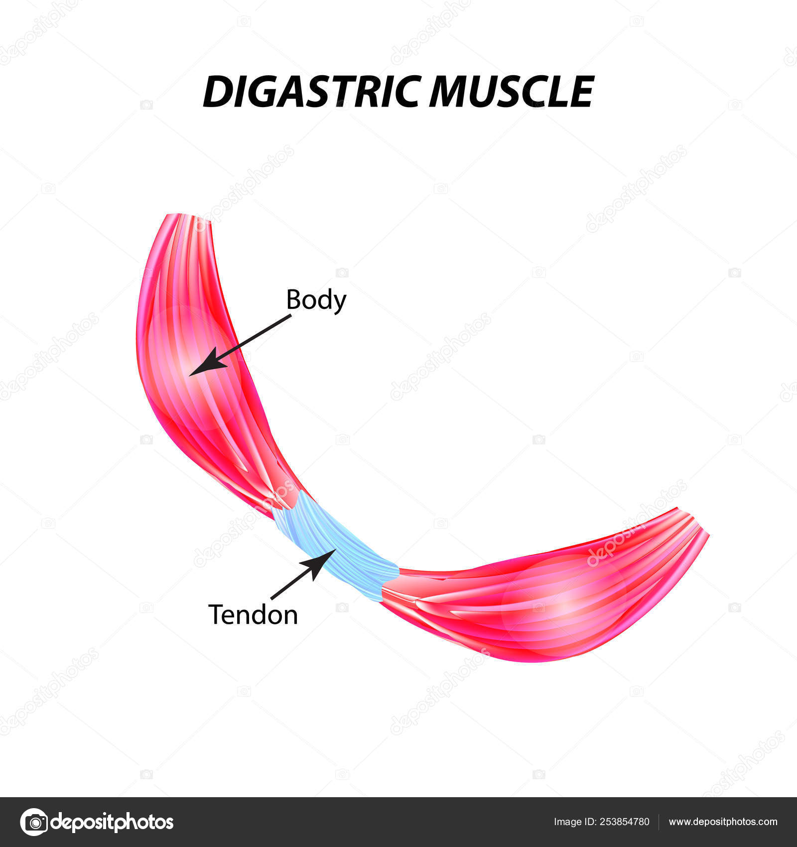 La estructura del músculo esquelético. músculo digástrico. Tendón ...