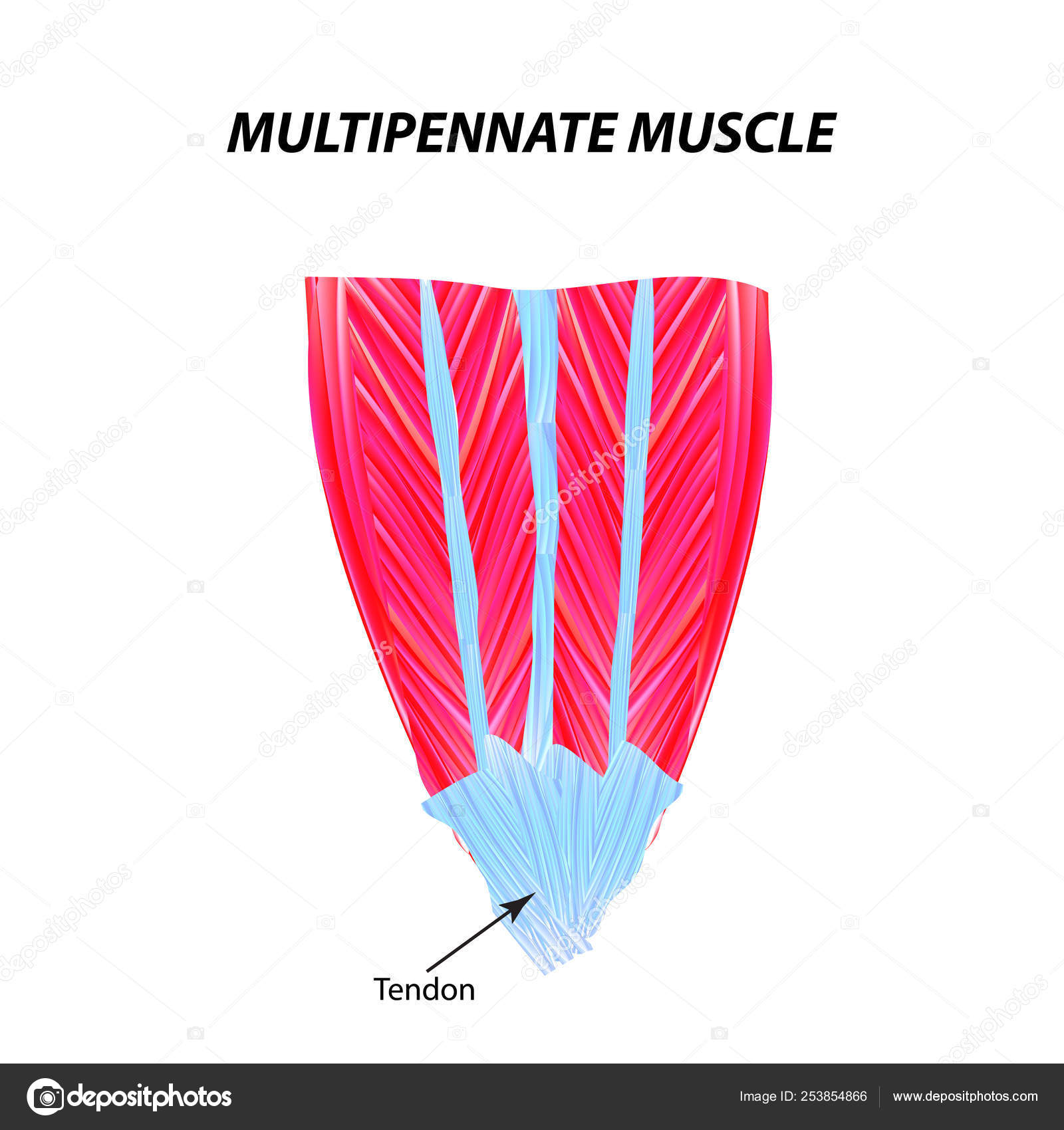 The structure of skeletal muscle. Multipennate muscle. Tendon ...