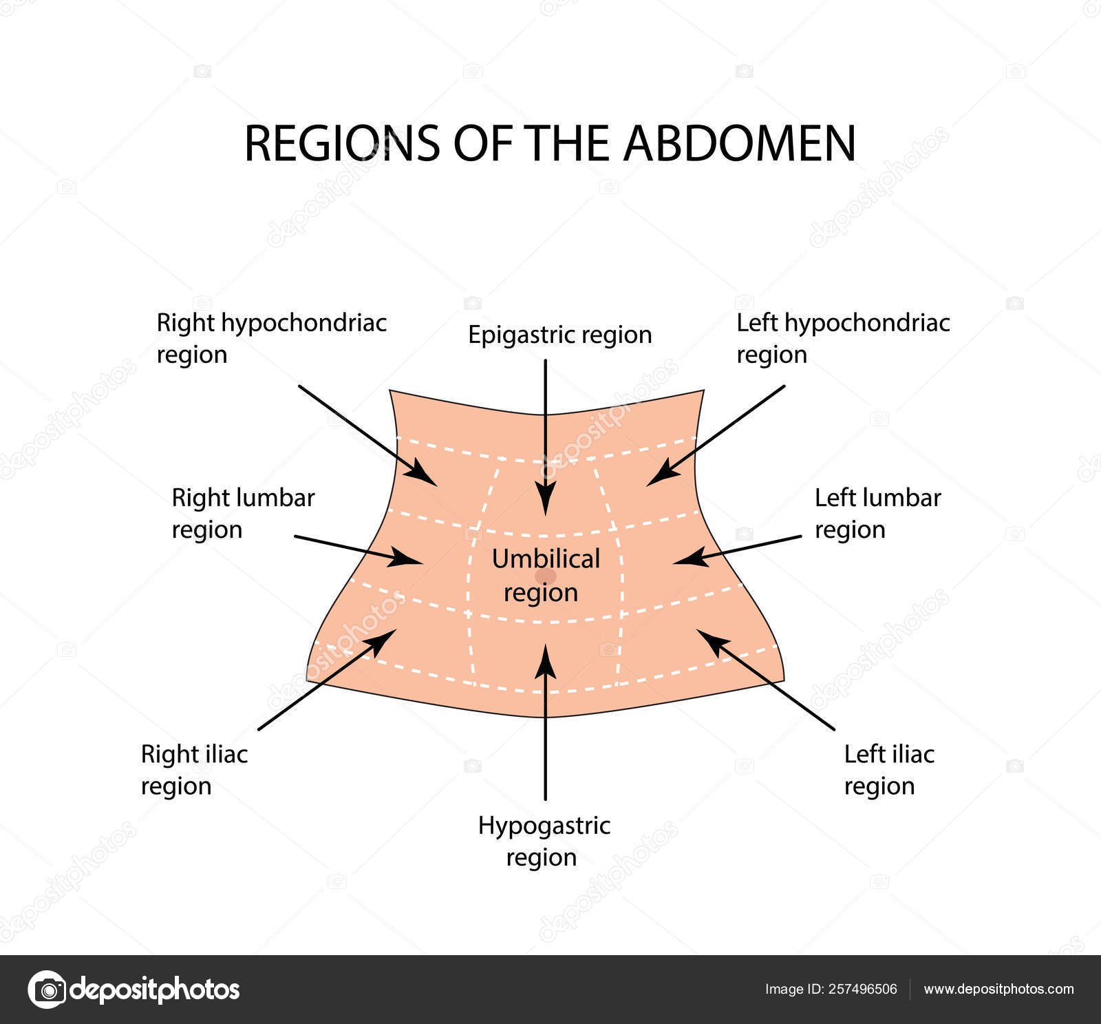 Abdominal Region. Vector illustration on isolated background Stock ...