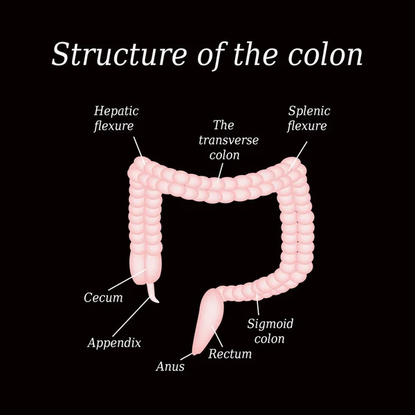 The anatomical structure of the colon. Vector illustration on isolated ...