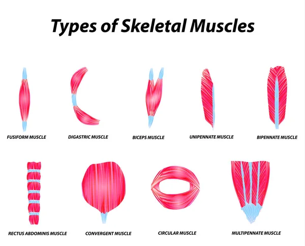 The structure of skeletal muscle. Multipennate muscle. Tendon ...
