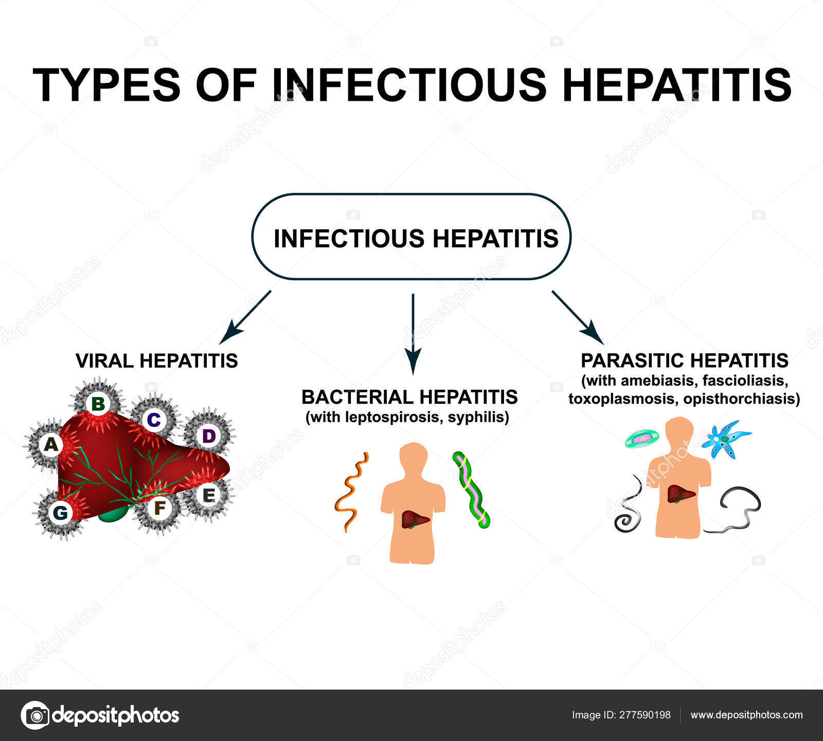 Types of viral hepatitis. Hepatitis A, B, C, D, E, F, G. World ...