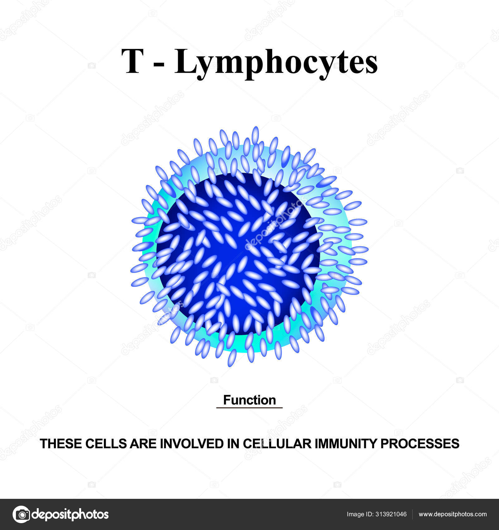 T Lymphocytes Structure The Functions Of T Lymphocytes Immunity Helper Cells Infographics
