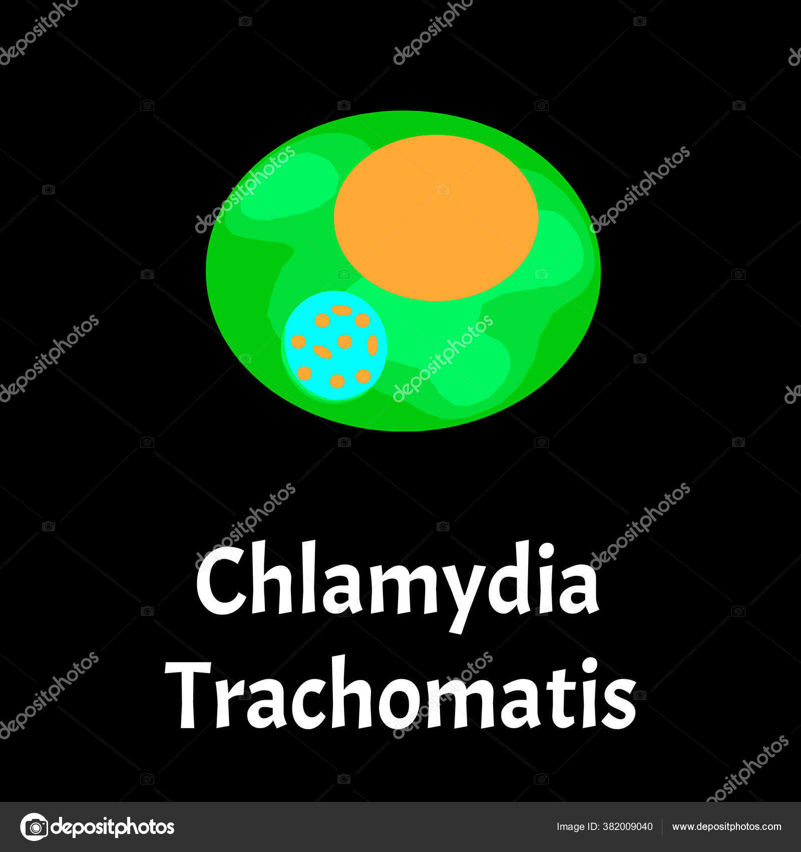 Chlamydia trachomatis. Bacterial infections Chlamydiosis. Sexually ...