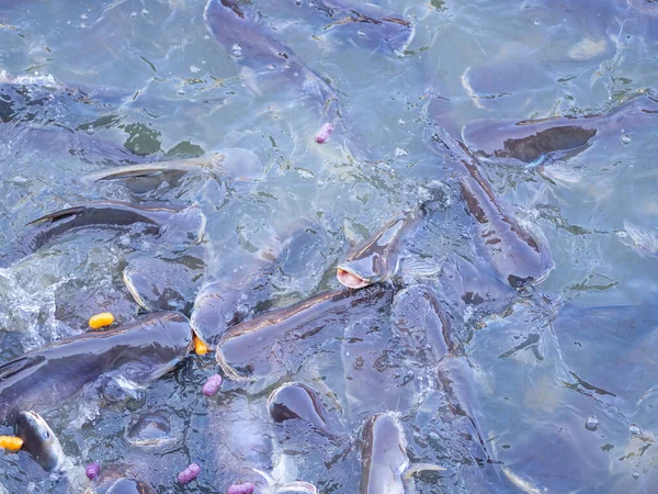 13 Catfish feeding Stock Illustrations | Depositphotos