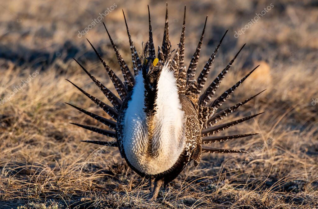 Un hermoso mostrando macho mayor salvia-urogallo en un Lek 2024