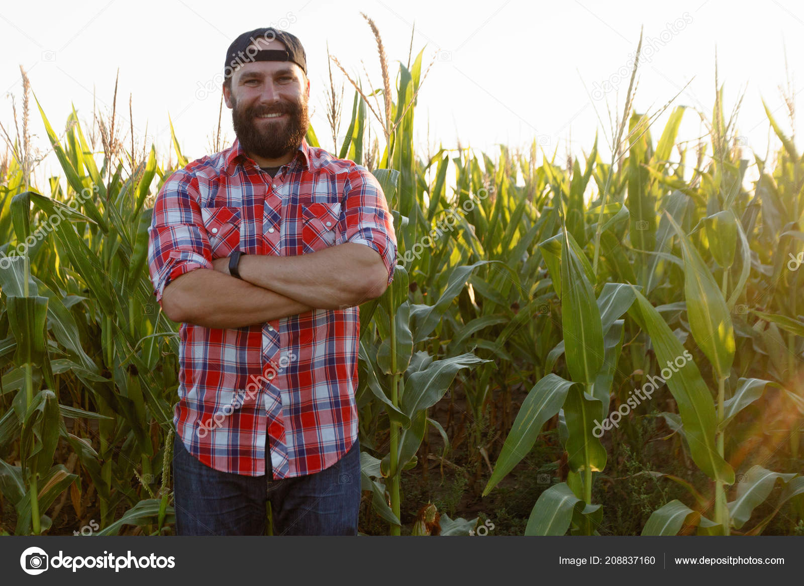 Ferme De Maïs Américaine
