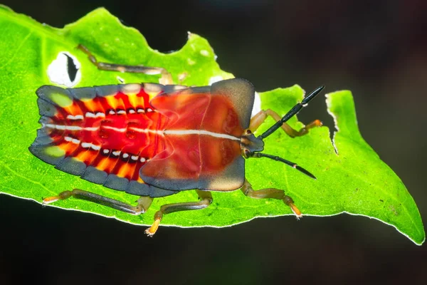 Exotic insect Stock Photos, Royalty Free Exotic insect Images ...