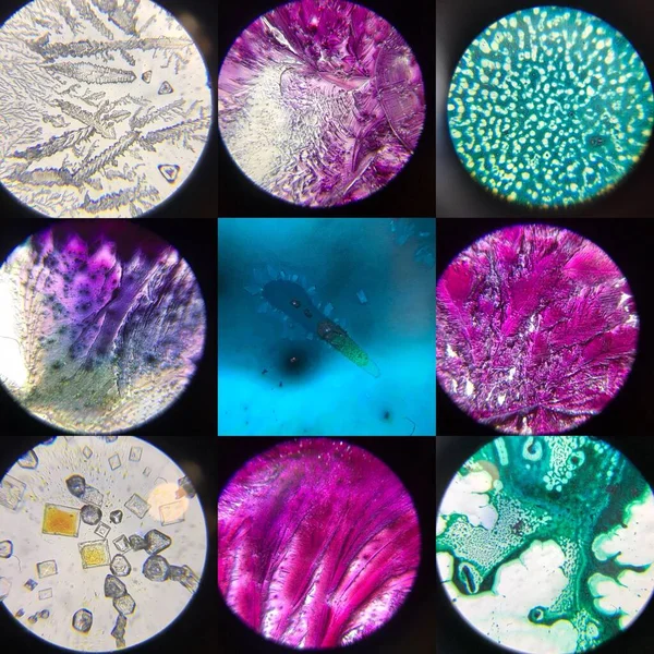 Microscope bois Stock Photos, Royalty Free Microscope bois Images ...