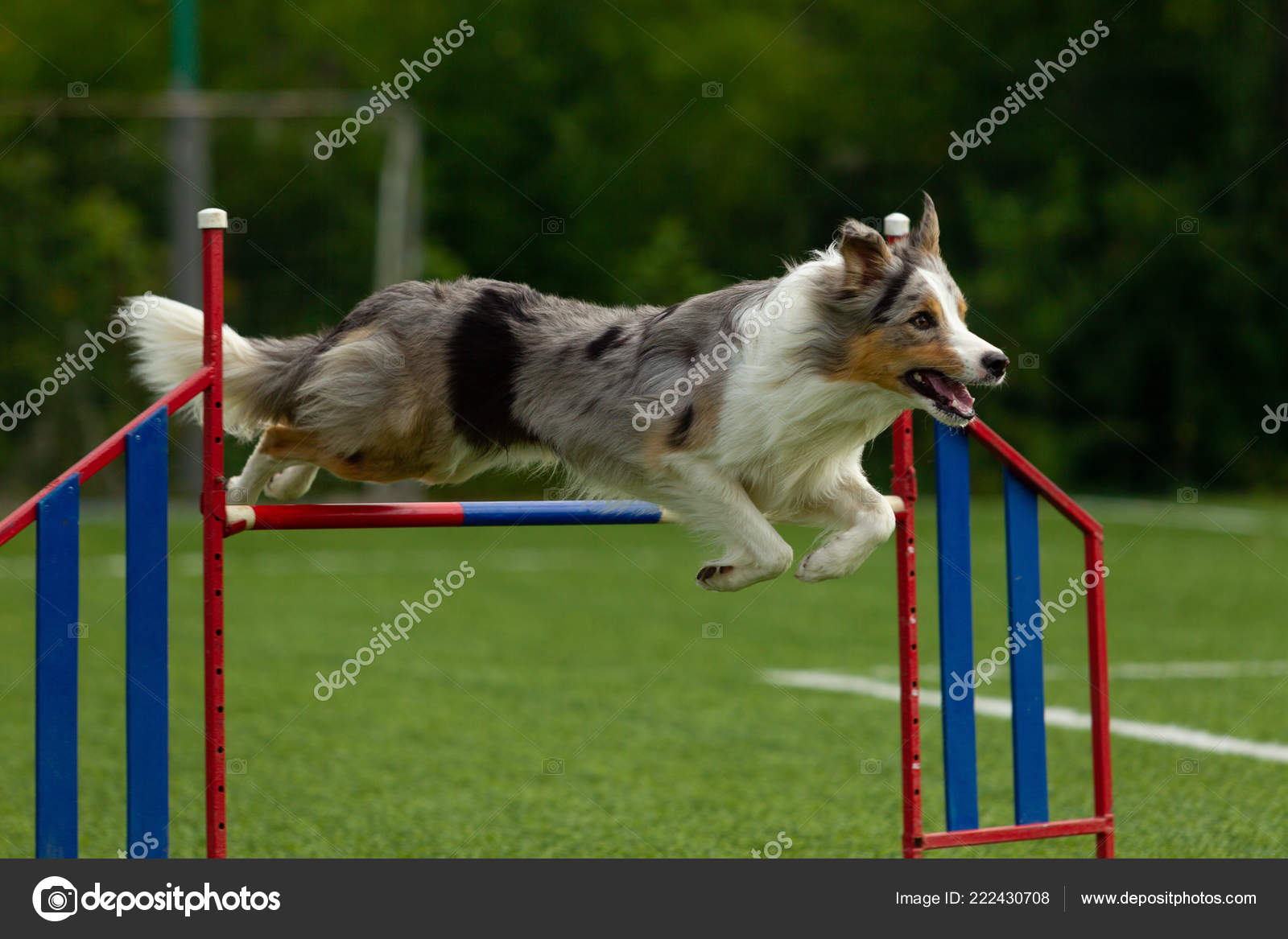 How To Train Border Collie Agility