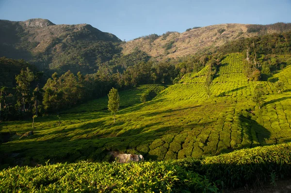 Ceylon tea plantation Stock Photos, Royalty Free Ceylon tea plantation ...